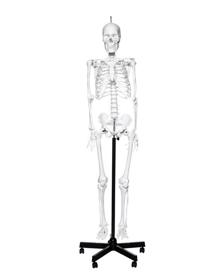 Human Skeleton Budget Model - Osta International