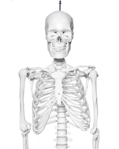 Human Skeleton Budget Model - Osta International