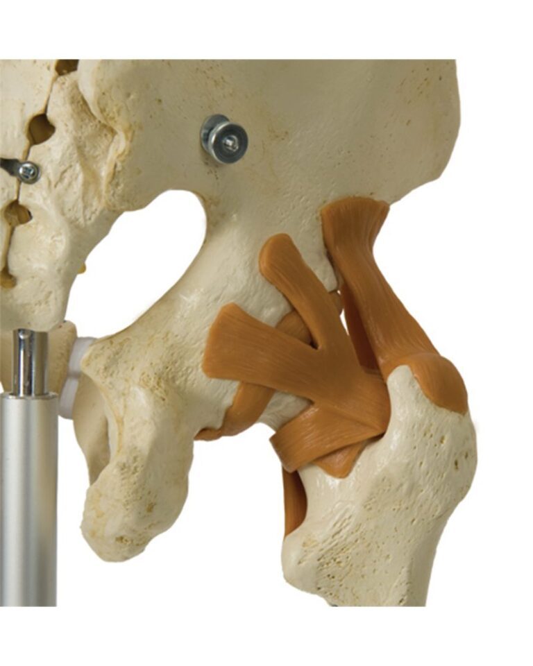 Human Skeleton 6 Ligaments, Flexible Spine, Head and Neck Muscles ...