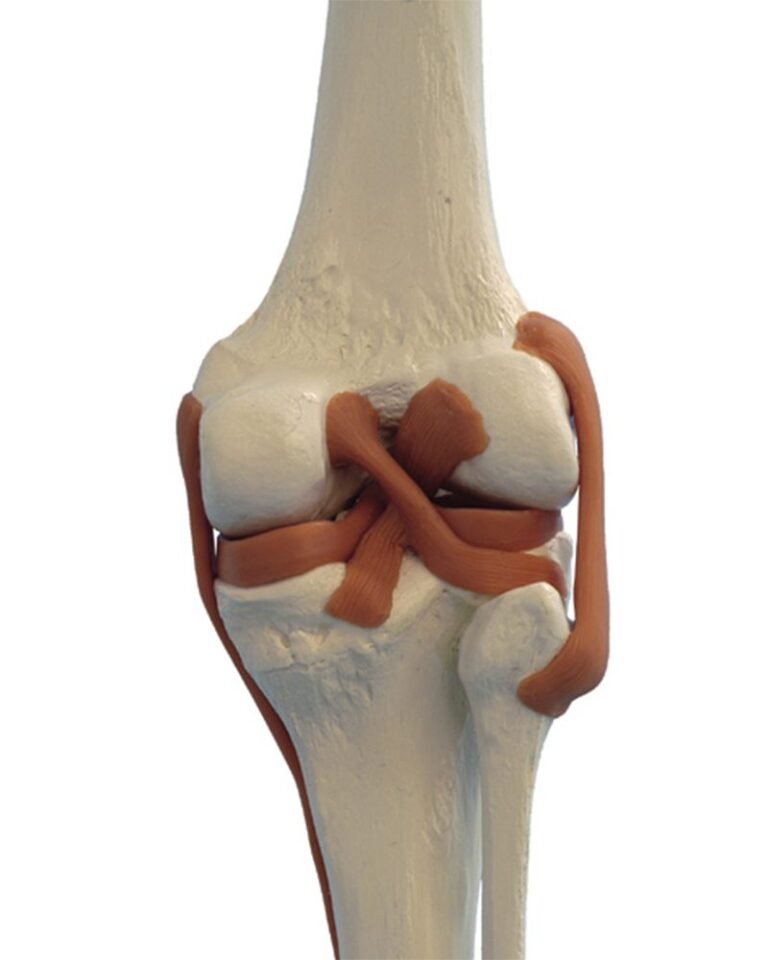 Human Skeleton 6 Ligaments, Flexible Spine, Head and Neck Muscles ...