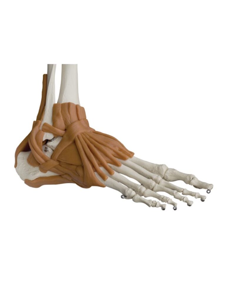 Human Skeleton 6 Ligaments, Flexible Spine, Head and Neck Muscles ...