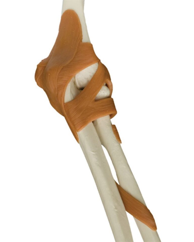 Human Skeleton 6 Ligaments, Flexible Spine, Head and Neck Muscles ...