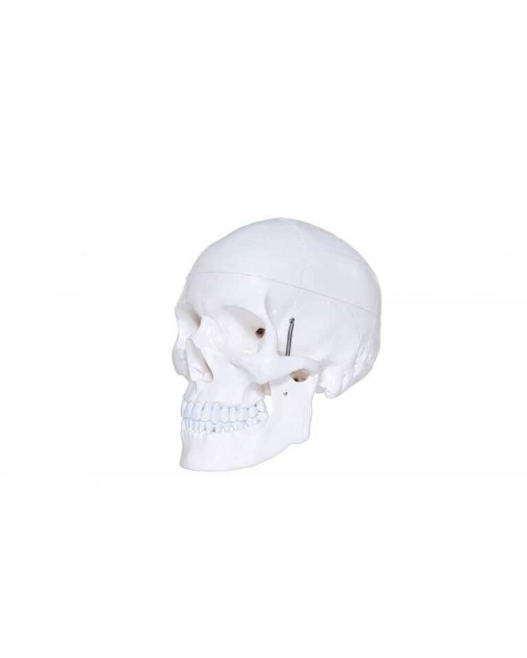 Human Skull Budget Model - Osta International