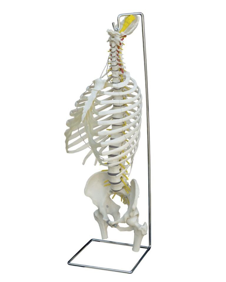 Spine with Thorax, Flexible with Stand - Osta International