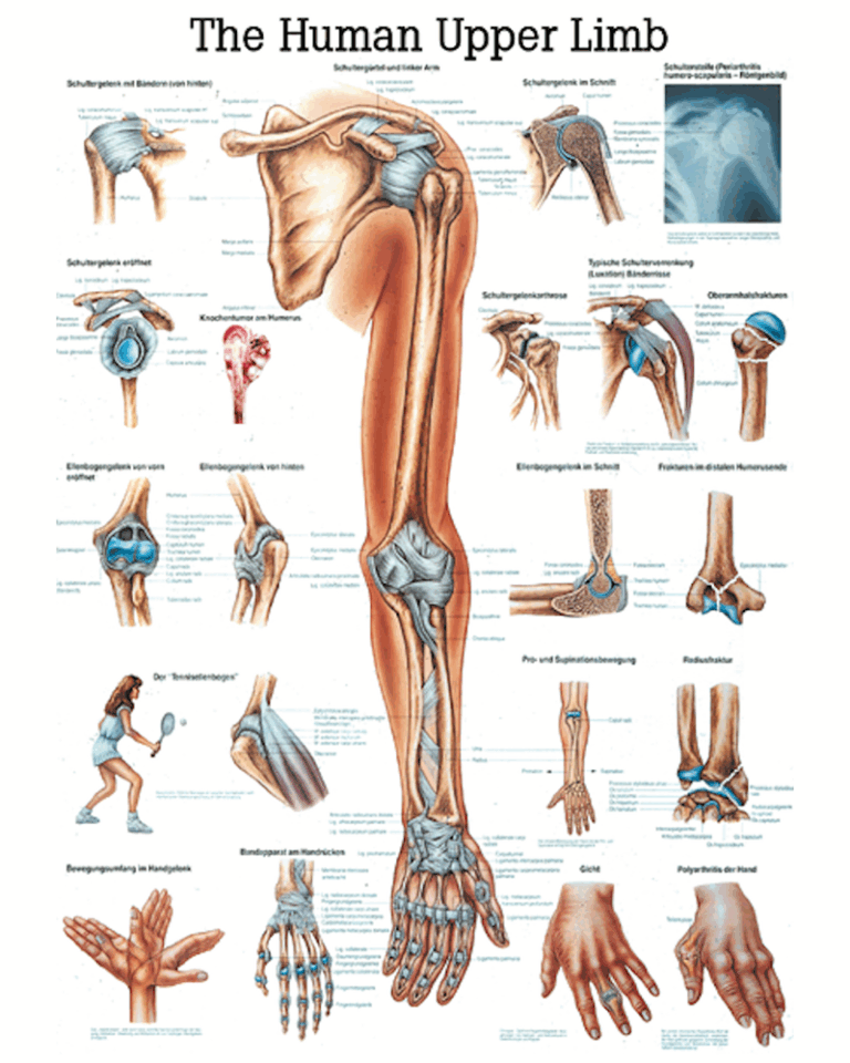 The Human Upper Limb Anatomical Chart - Osta International