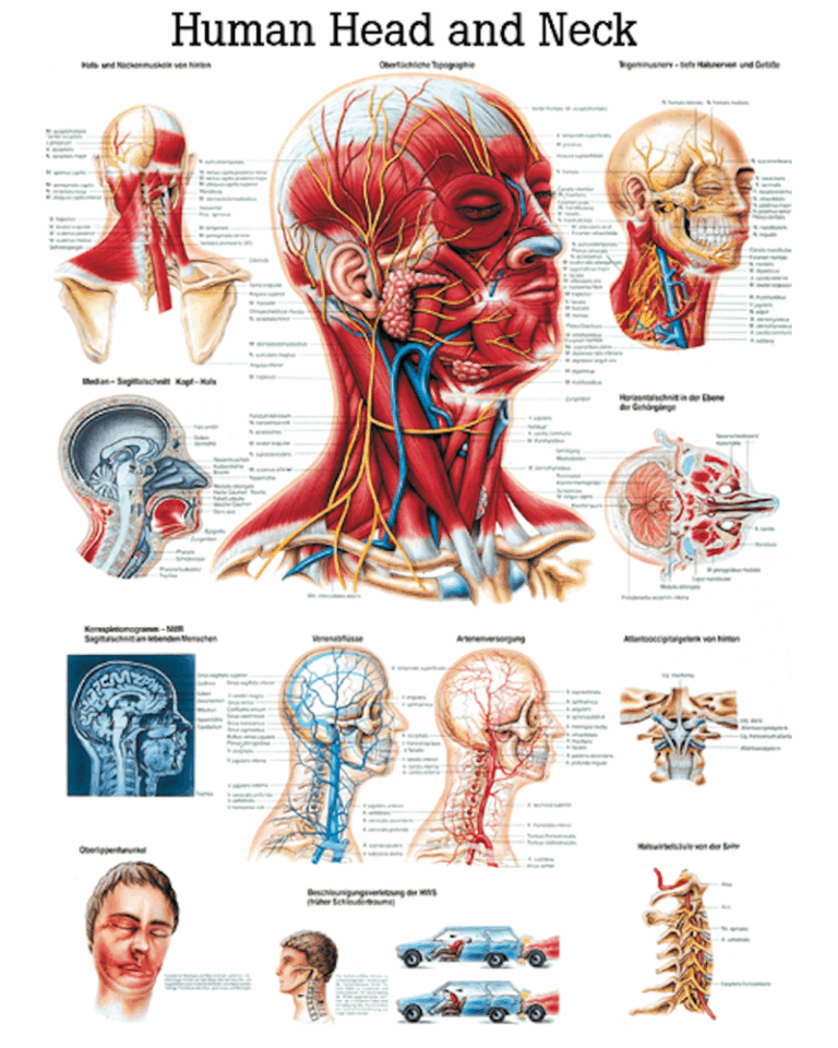 Human Head and Neck Anatomical Chart - Osta International