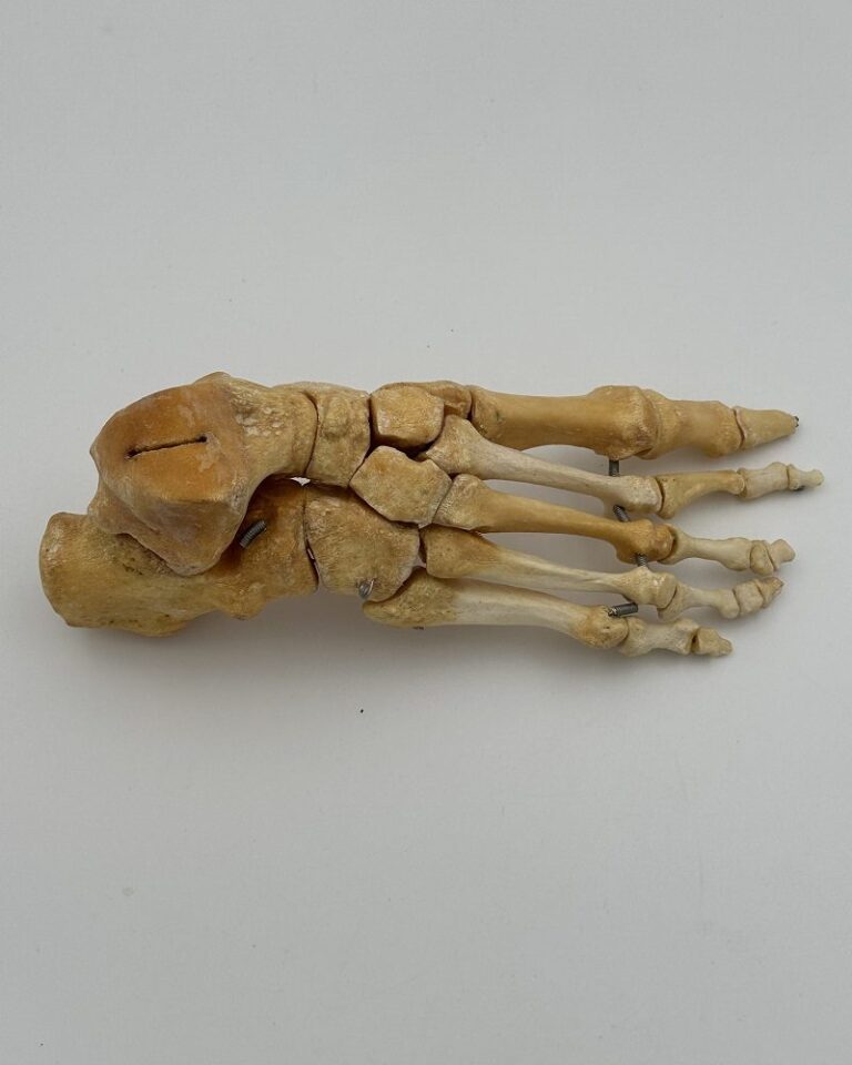 Foot Skeleton - Osta International