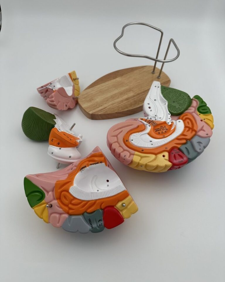Human Brain Model (4 Parts) - Osta International