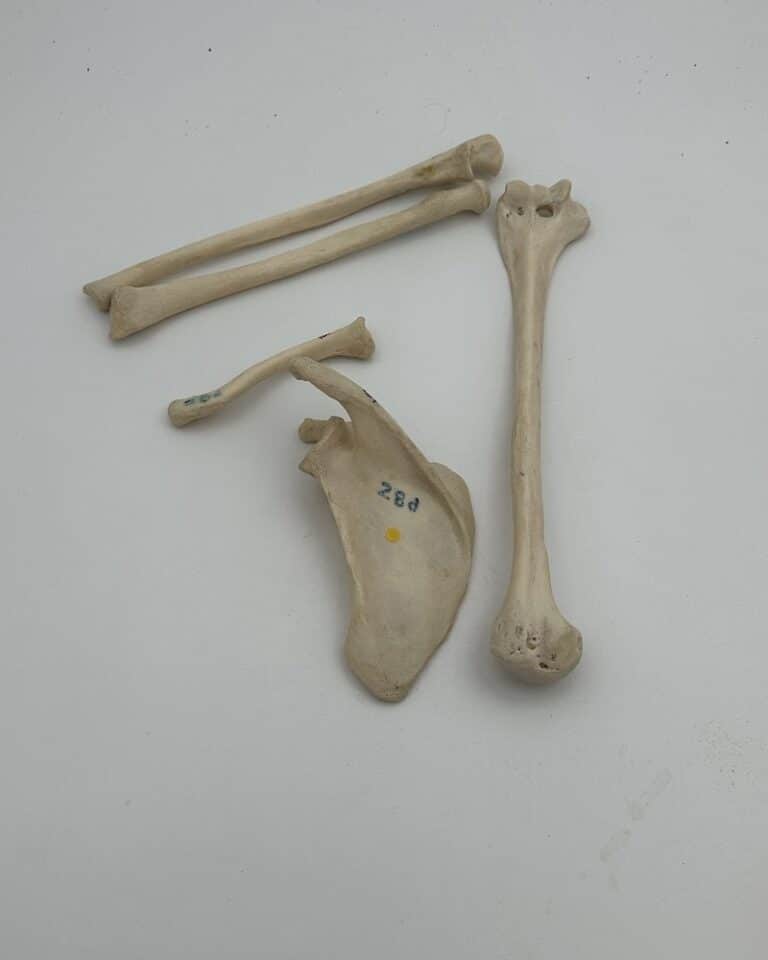 Real Human Upper Extremity - Osta International