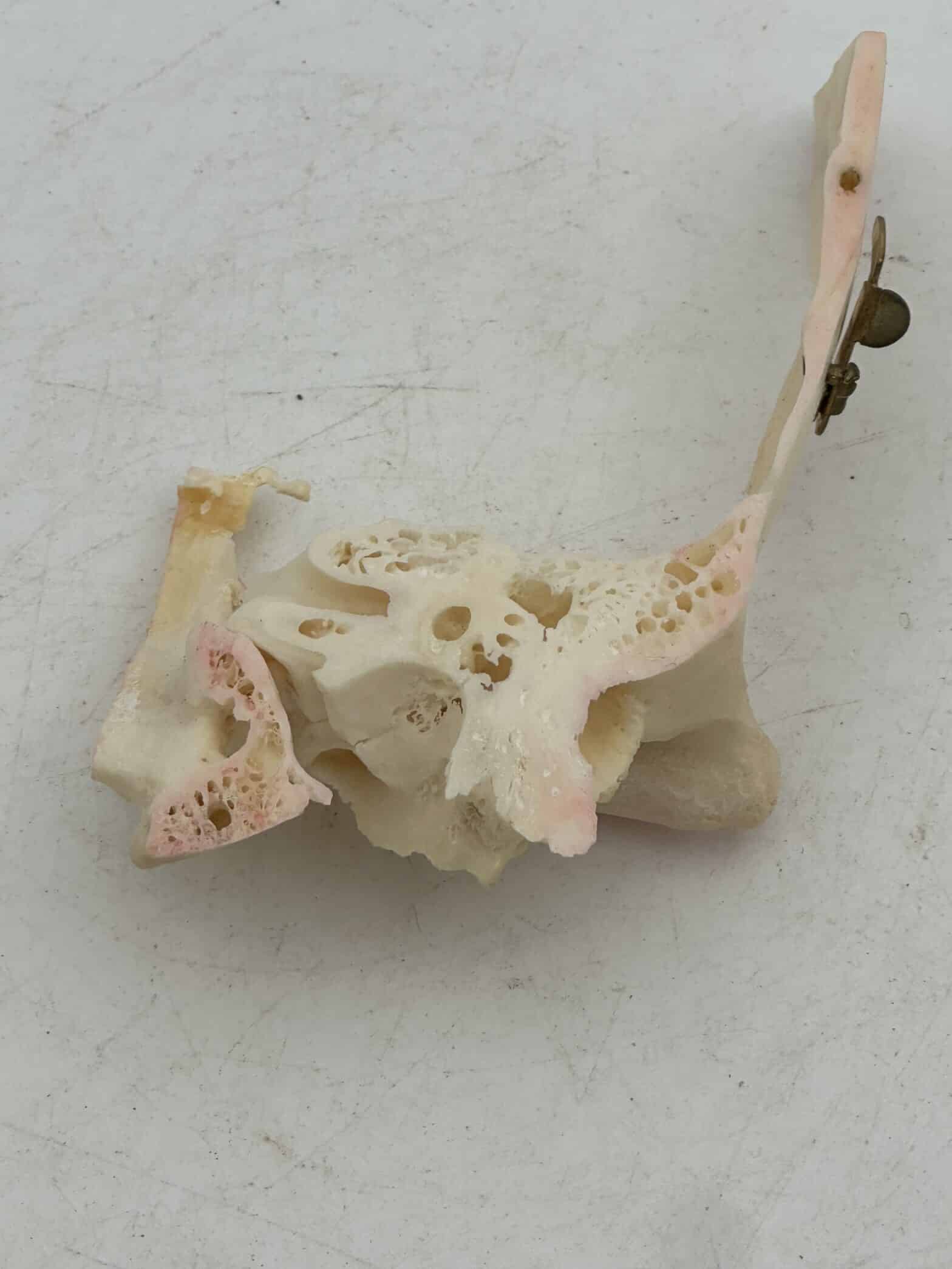 Demonstration Skull - Osta International