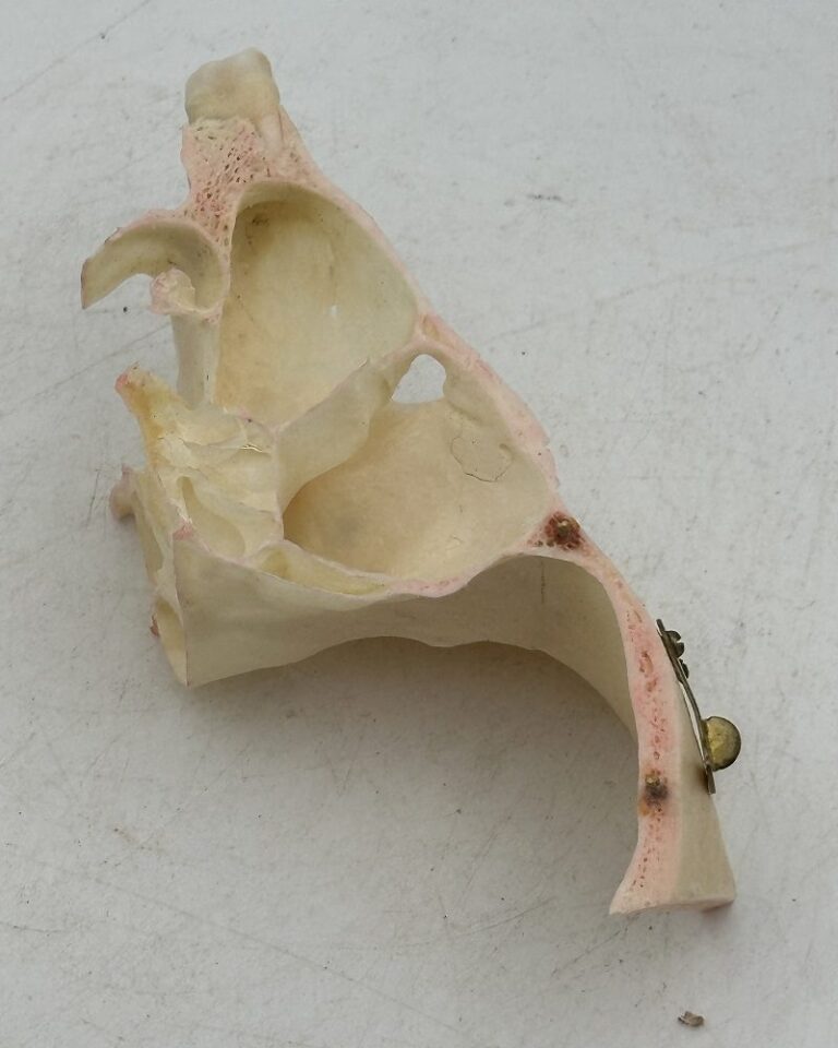 Demonstration Skull - Osta International